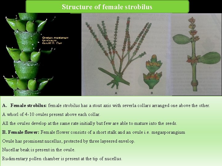 GNETUM 2 1 Study of life cycle of
