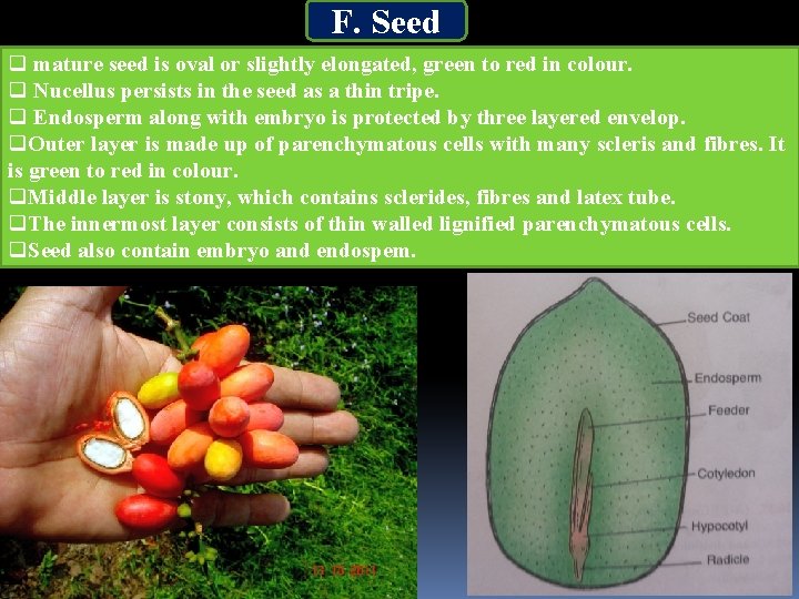 GNETUM 2 1 Study of life cycle of