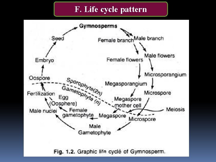 GNETUM 2 1 Study of life cycle of