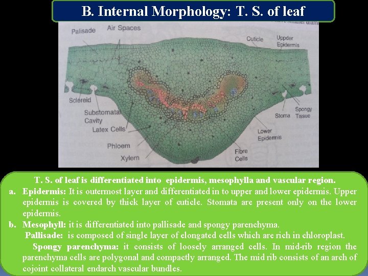 GNETUM 2 1 Study of life cycle of