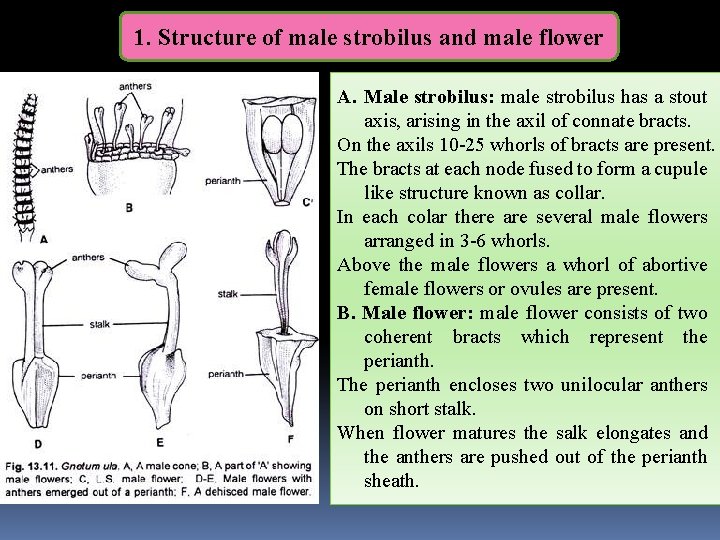 GNETUM 2 1 Study of life cycle of