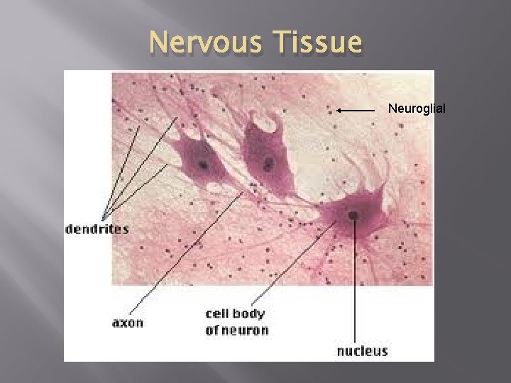 NERVOUS TISSUE NEURON ANATOMY AP I Lab Nervous