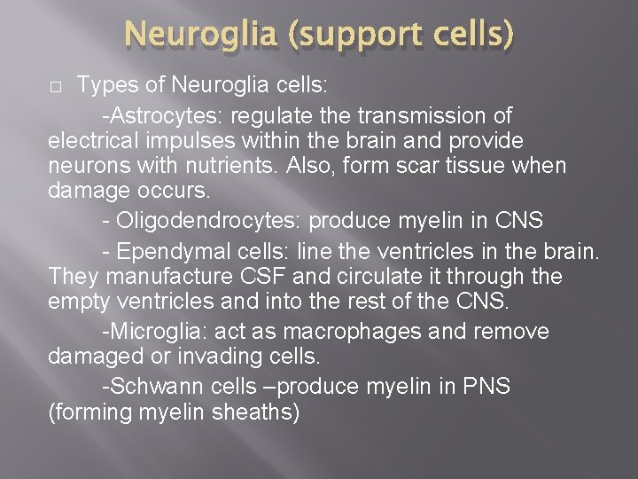 NERVOUS TISSUE NEURON ANATOMY AP I Lab Nervous