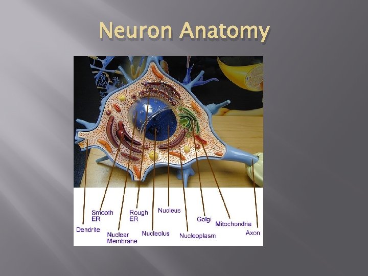 NERVOUS TISSUE NEURON ANATOMY AP I Lab Nervous