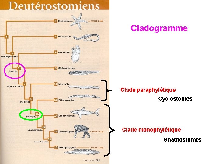 Biologie Animale Vertbrs Pr Mohamed GHAMIZI Musum dHistoire