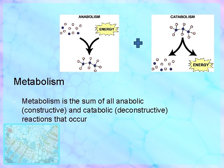 Unit 2 Metabolic Processes Metabolism and Energy SBI