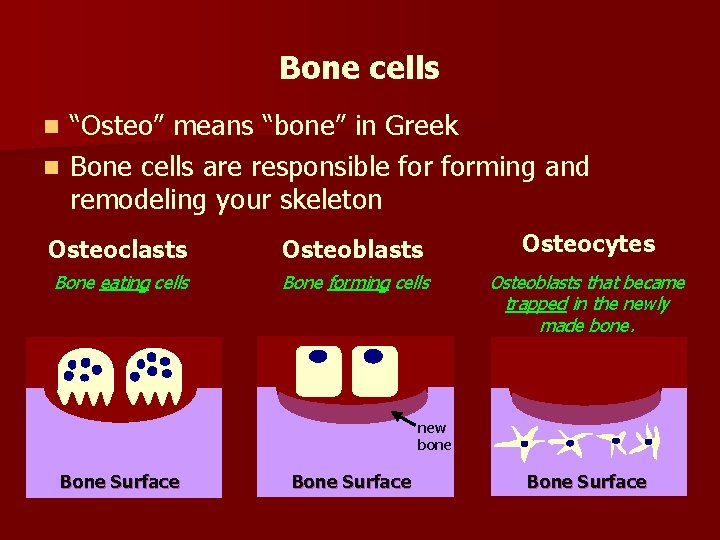The biology of the skeleton Bone is more