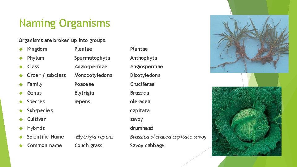 The Role of Plant Biology in Agribusiness Level