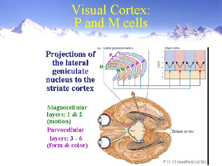 Biological Image Processing Physiology and Function C 428615