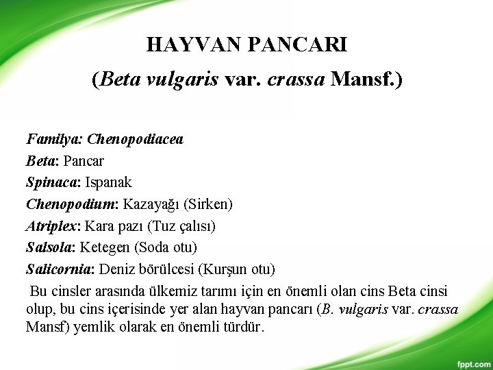HAYVAN PANCARI Beta vulgaris var crassa Mansf Familya
