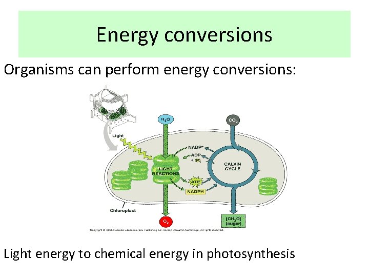 4 2 Energy Flow Understanding Most ecosystems rely