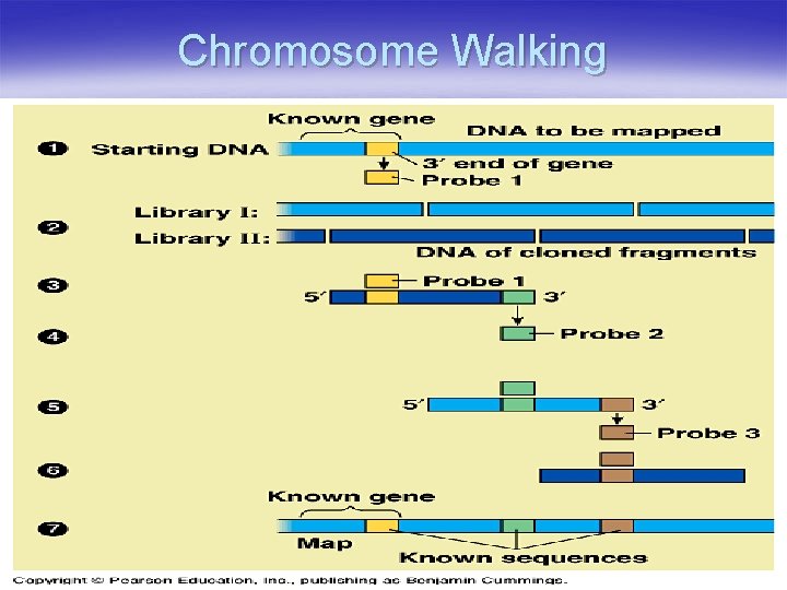 Chapter 20 DNA Technology DNA Cloning Gene cloning