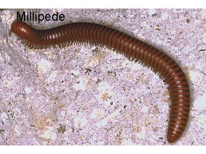 ARTHROPODS PART 3 Subphylum Myriapoda Class Chilopoda Centipedes