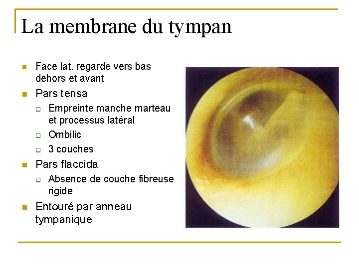 ANATOMIE DE LOREILLE Oreille externe moyenne et interne