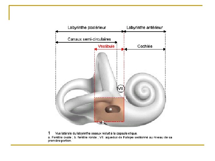 ANATOMIE DE LOREILLE Oreille externe moyenne et interne