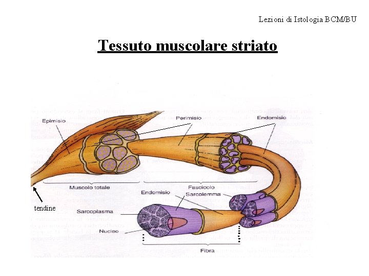 Lezioni di Istologia BCMBU Il tessuto muscolare Nei