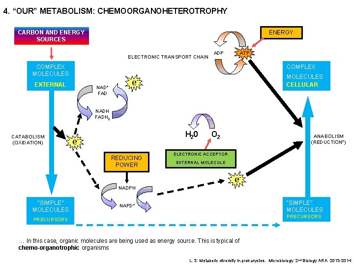 LECTURE 3 MICROBIAL METABOLISM 1 Outline of metabolism