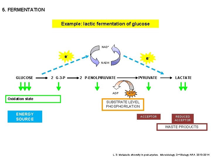 LECTURE 3 MICROBIAL METABOLISM 1 Outline of metabolism
