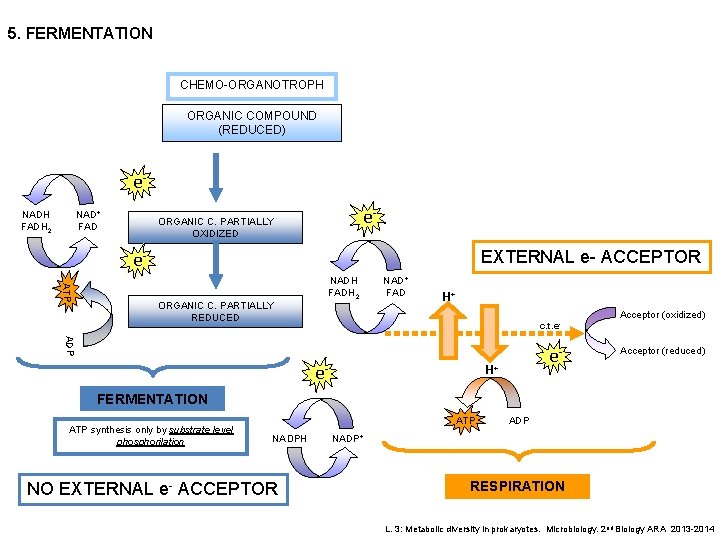 LECTURE 3 MICROBIAL METABOLISM 1 Outline of metabolism