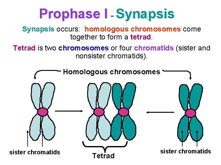 MEIOSIS Homologous Chromosomes Pair of chromosomes maternal and