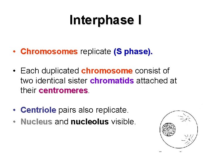 MEIOSIS Homologous Chromosomes Pair of chromosomes maternal and