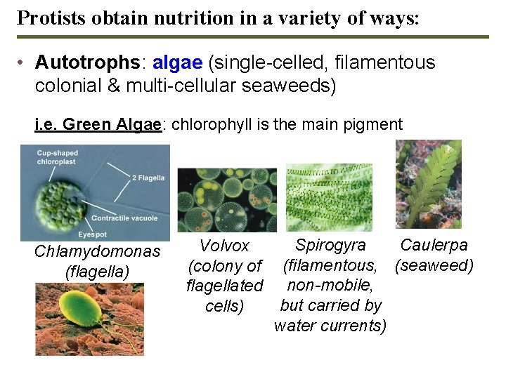 Figure 15 UN 07 Bacteria Prokaryotes Archaea Protists