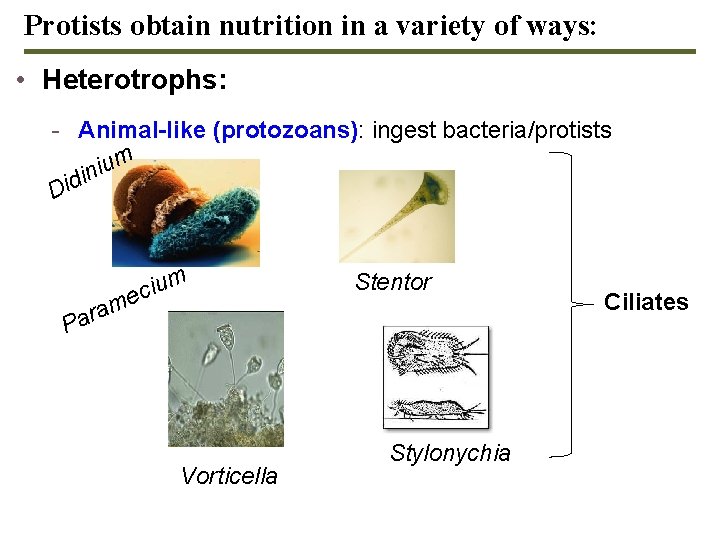 Figure 15 UN 07 Bacteria Prokaryotes Archaea Protists