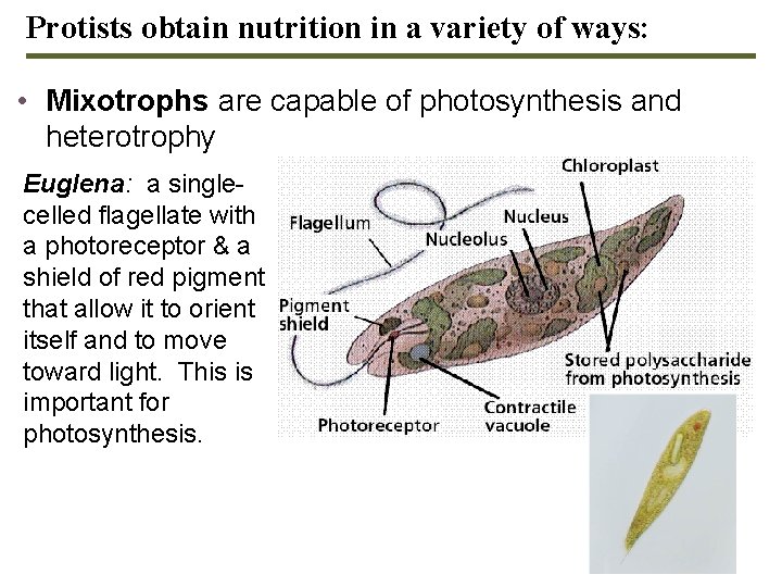 Figure 15 UN 07 Bacteria Prokaryotes Archaea Protists