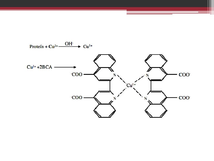 Spectrophotometric methods for determination of proteins BCH 333