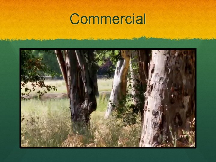 Chuck Testa Californias greatest taxidermist WHO Charles A