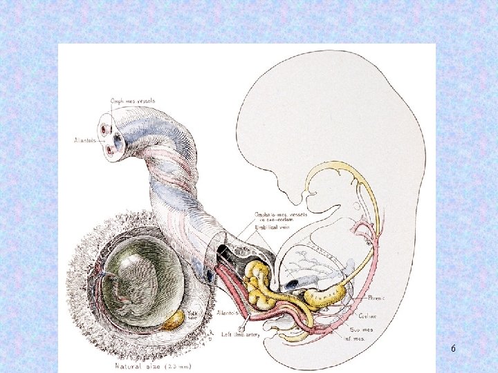 Umbilicus Umbilical Cord 1 The umbilicus also called