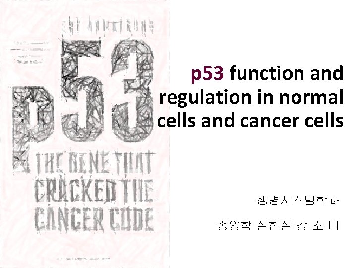 p 53 function and regulation in normal cells
