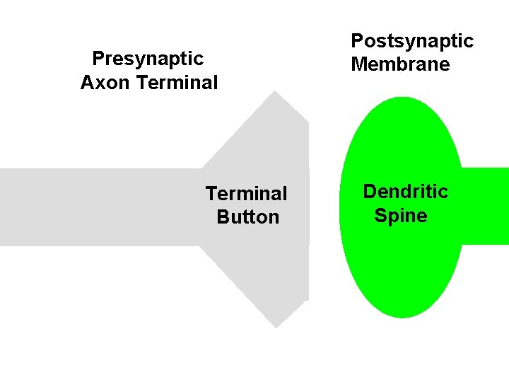 Synaptic Transmission Lesson 11 Synapses Signaling between neurons