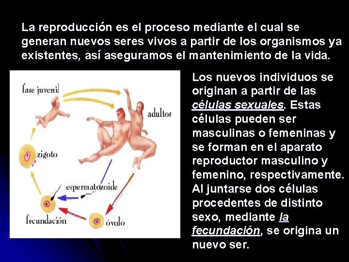 La reproduccin es el proceso mediante el cual