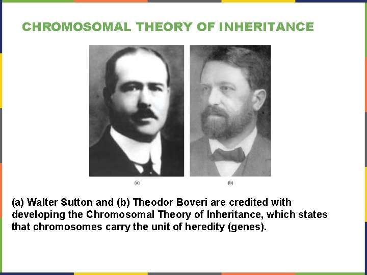 BIOLOGY 2 E Chapter 13 MODERN UNDERSTANDING OF