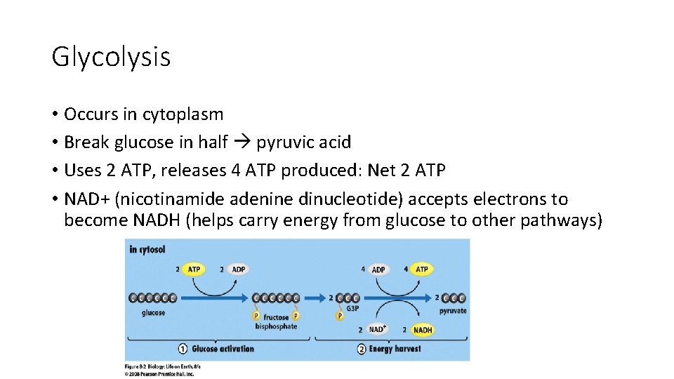 Cellular Respiration Mitochondria Many in active cells such