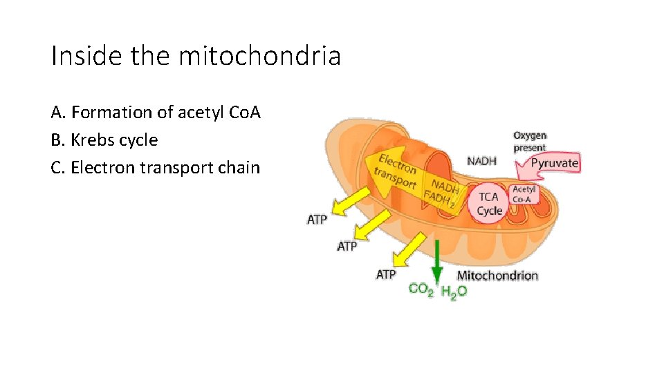 Cellular Respiration Mitochondria Many in active cells such