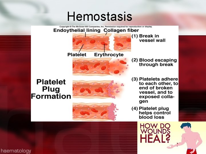 Blood Characteristics of Blood l l l Connective