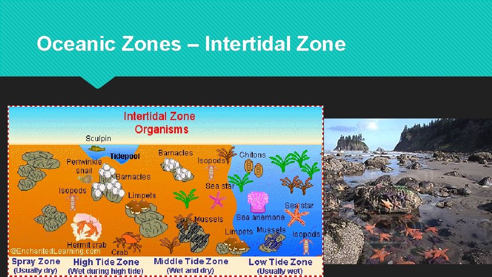 Beach Renourishment Pumping offshore sand back to the