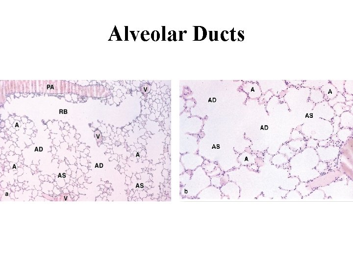 The histology of Respiratory system Anatomy of the