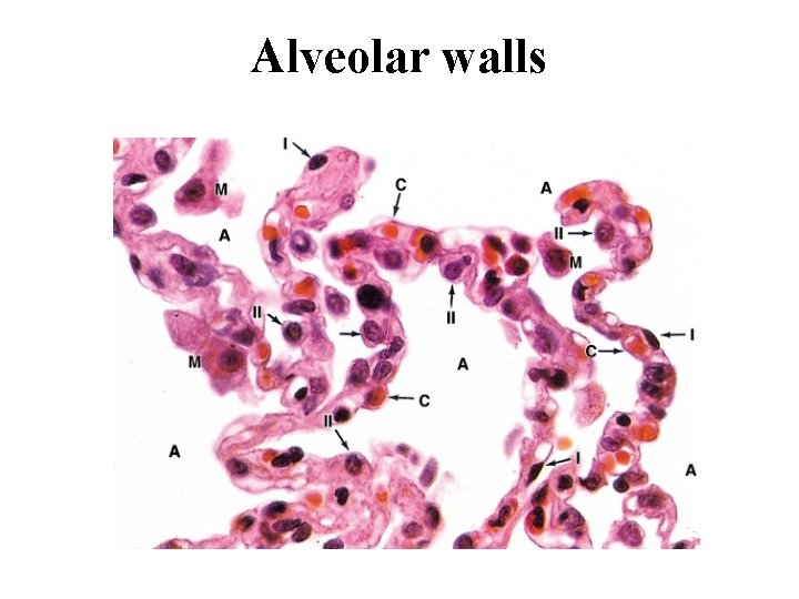 The histology of Respiratory system Anatomy of the