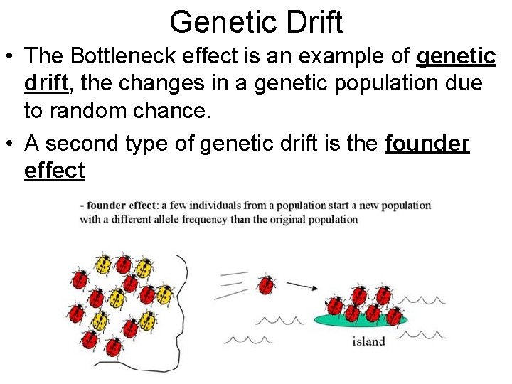 Do Now 516 Objectives 1 Define gene pool