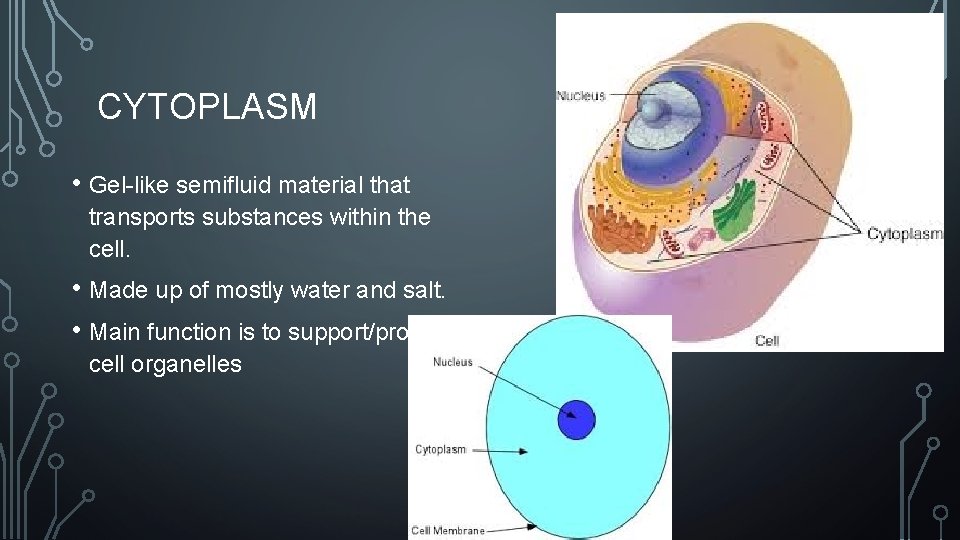 THE CELLS CHAPTER 3 VOCABULARY Cells Organelles Cell