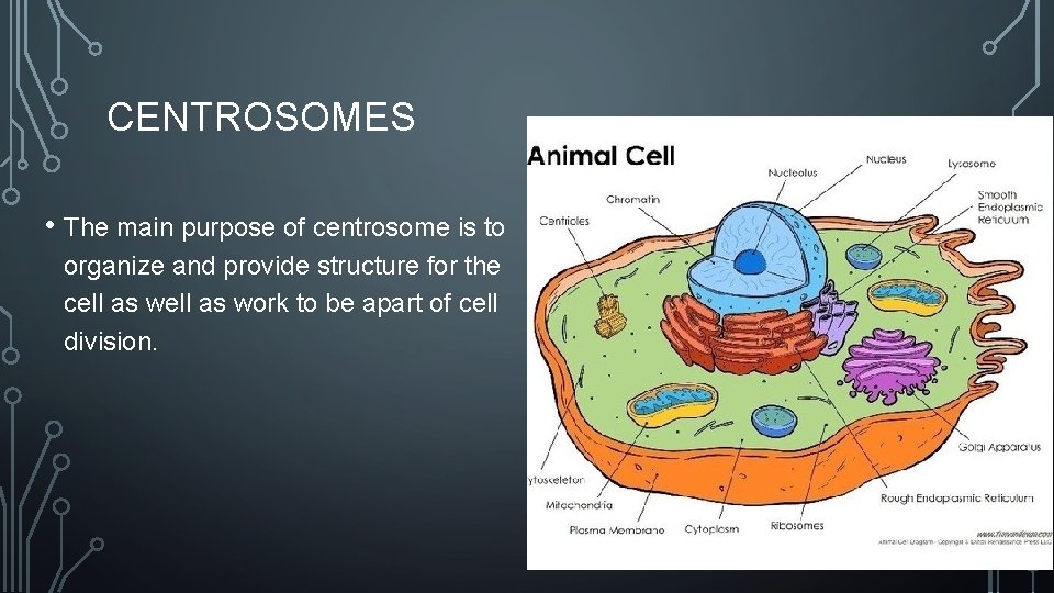 THE CELLS CHAPTER 3 VOCABULARY Cells Organelles Cell