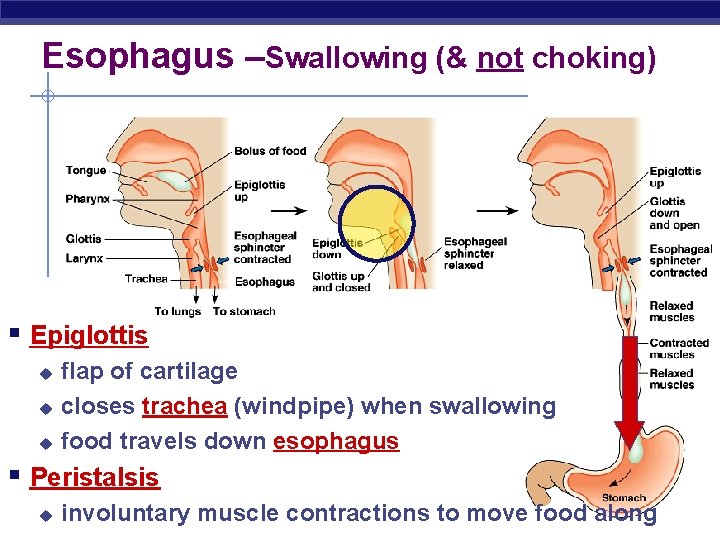 Digestive System Midterm Content Regents Biology Human digestive