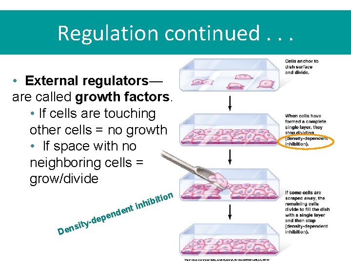 Cell Cycle Regulation Cell growth and division are