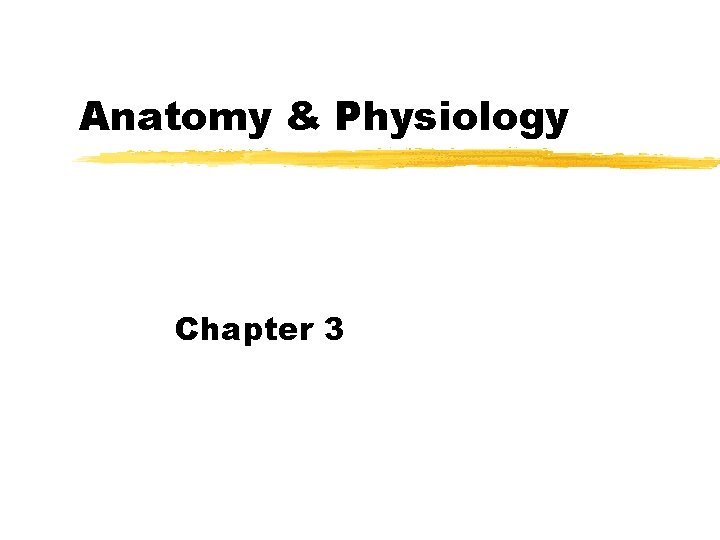 Anatomy Physiology Chapter 3 Cells z Eukaryotic y