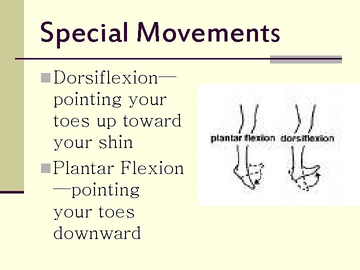 Muscular System Read Ch 6 Review Questions begin