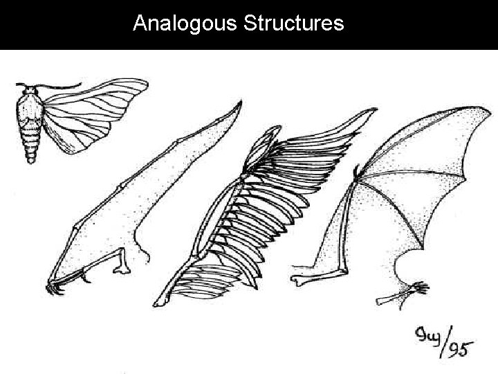 Biological Evolution Standard B 5 5 Standard B5
