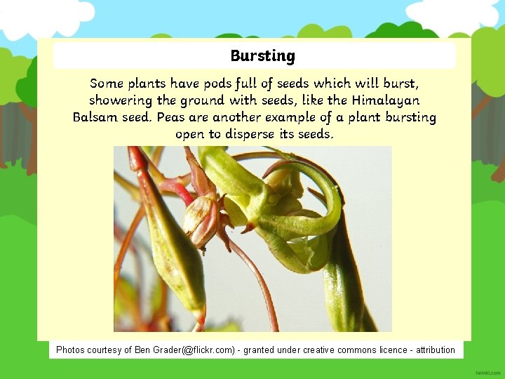 Types of Seed Dispersal Wind Sycamore helicopters and